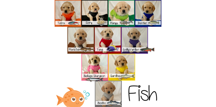 Service Dog Nonprofit Organization - Service Dogs for Disabilities - ECAD