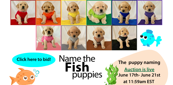 Service Dog Nonprofit Organization - Service Dogs for Disabilities - ECAD